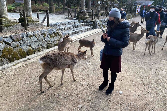 Nara 6hr Private Tour With Government-Licensed Guide - Meet the Knowledgeable Guides