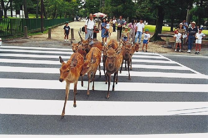 Nara Afternoon Tour (Round Trip From Kyoto) - Key Points