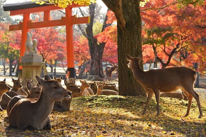 Nara Attractive Tour - The Sum Up