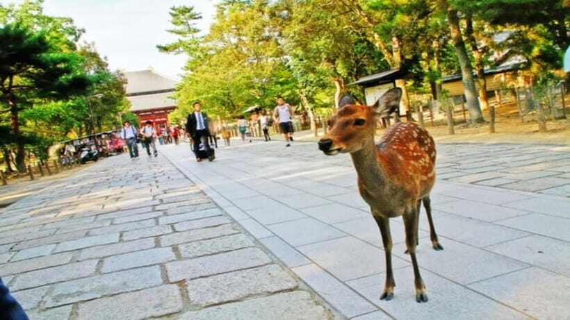Nara attractive tour with local guide (4hours) - Key Points