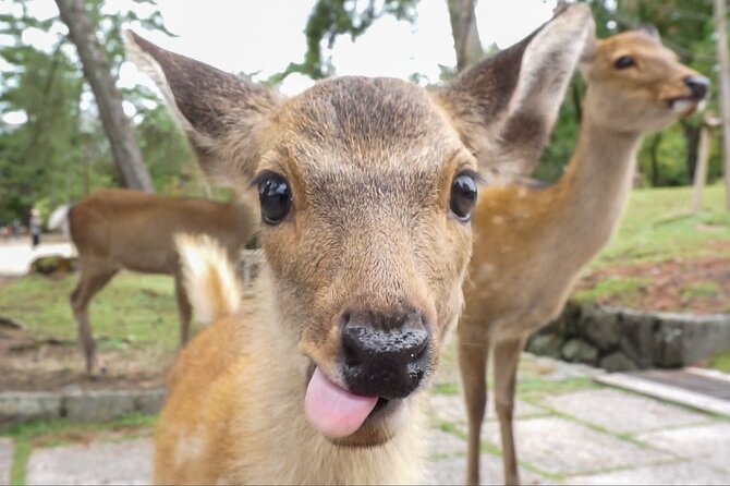 Nara Day Trip From Kyoto With a Licensed Guide - Booking and Confirmation