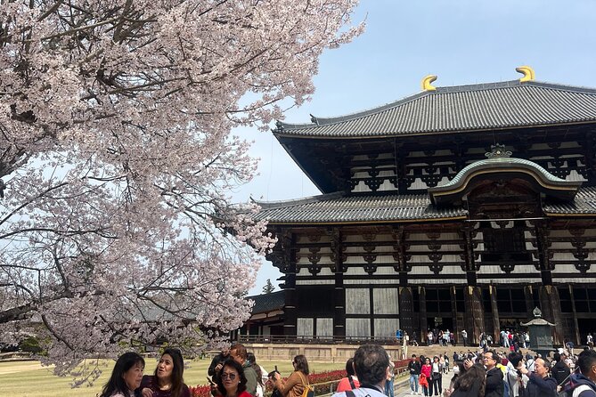 Nara Day Trip From Kyoto With a Licensed Guide - Reviews