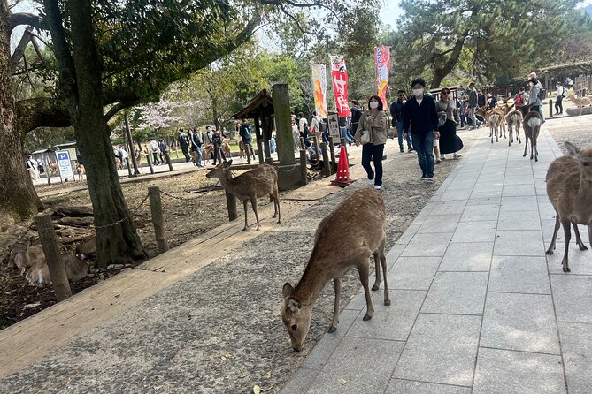 Nara Day Trip From Kyoto With a Licensed Guide - Common Questions