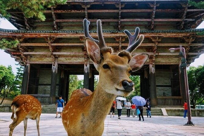 Nara Day Trip from Osaka with a Licensed Guide - FAQ