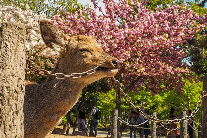 Nara Day Trip From Osaka With a Local: Private & Personalized - Exploring the Kasuga Grand Shrine