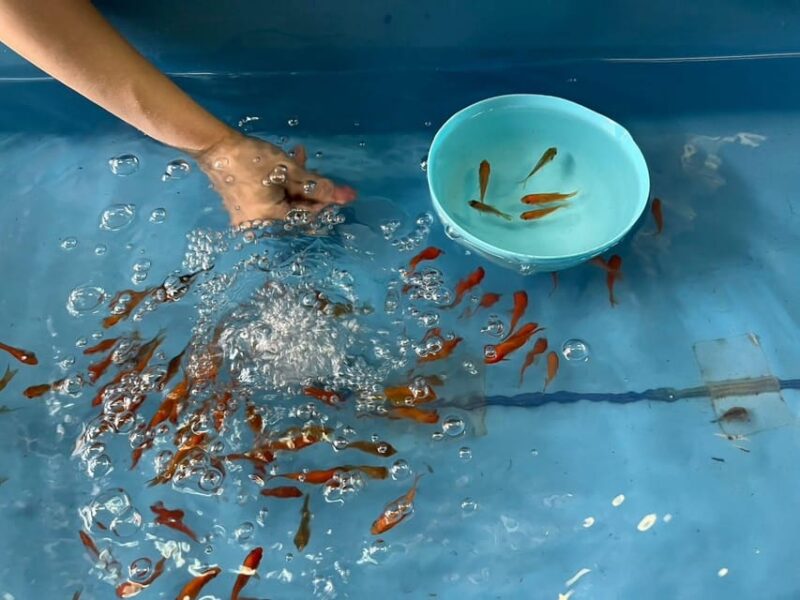 Nara: Discover Koriyama's Goldfish Charm - 2-Hour - Cultural Insights
