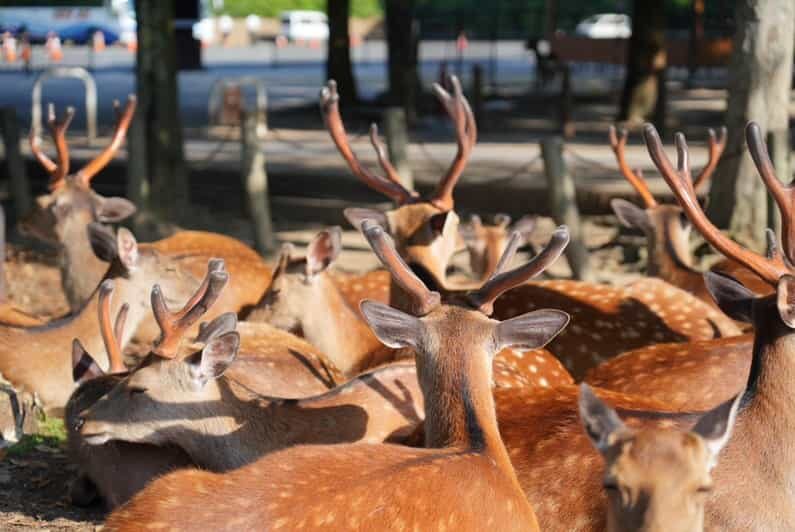Nara Early Bird Tour (Kyoto Departure Option Available) - An Honest Look at the Nara Early Bird Tour