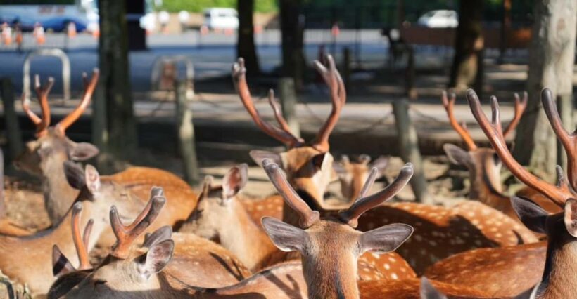 Nara Early Bird Tour (Kyoto Departure Option Available) - FAQs