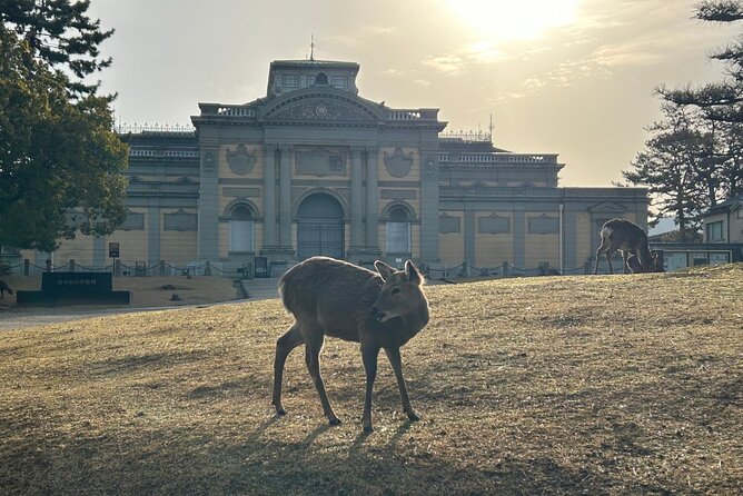 Nara Early Bird Tour (Kyoto Departure Option Available) - Traveler Experiences and Reviews