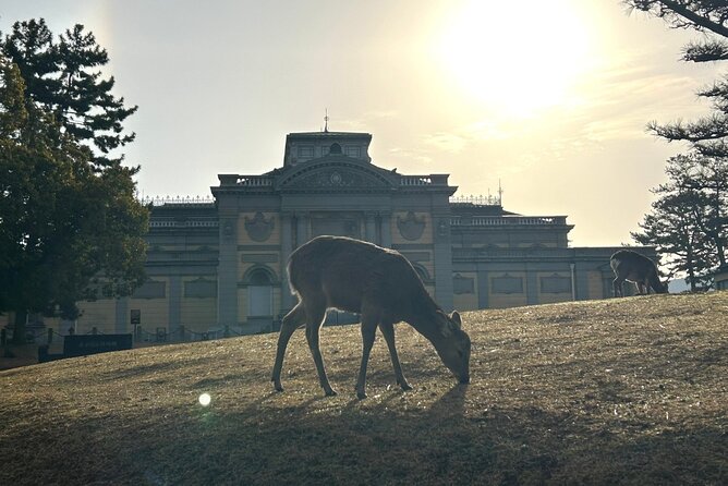 Nara Early Bird Tour (Kyoto Departure Option Available) - Knowledgeable Guides