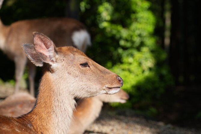 Nara Early Bird Tour (Kyoto Departure Option Available) - Positive Feedback From Travelers