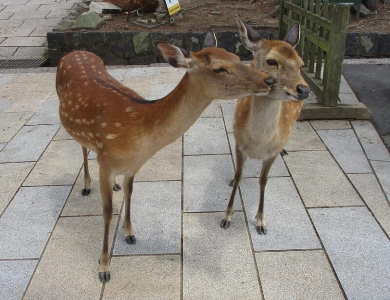 NARA: Giant Buddha, Free Deer in the Park (Italian Guide) - Itinerary Highlights