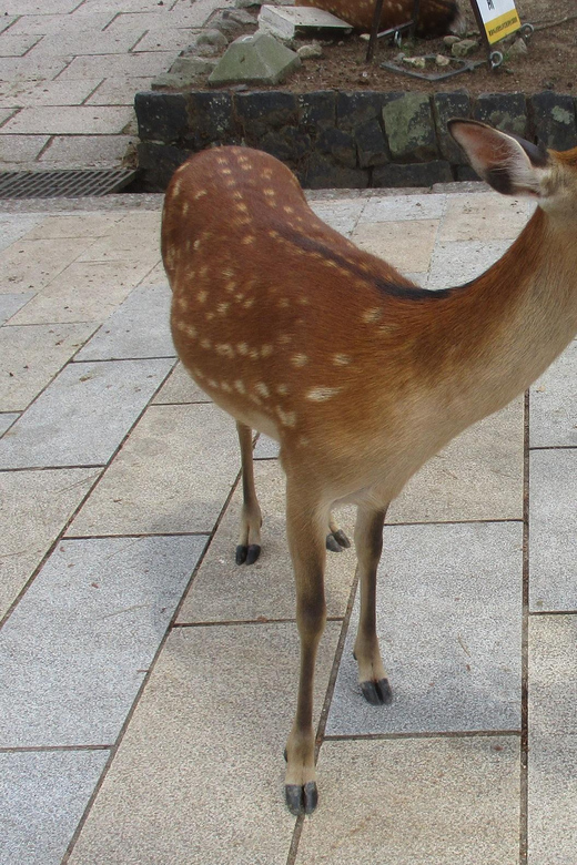 NARA: Giant Buddha, Free Deer in the Park (Italian Guide) - Exploring Tōdai-ji Temple