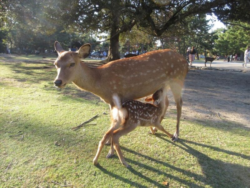 NARA: Giant Buddha, Free Deer in the Park (Italian Guide) - Encountering Nara Parks Deer