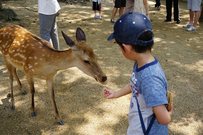 Nara Half-Day Bus Tour From Kyoto - Highlights of the Nara Half-Day Tour