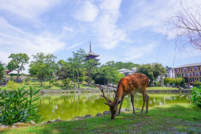Nara Half Day Trip Walking Tour - Meeting and Pickup