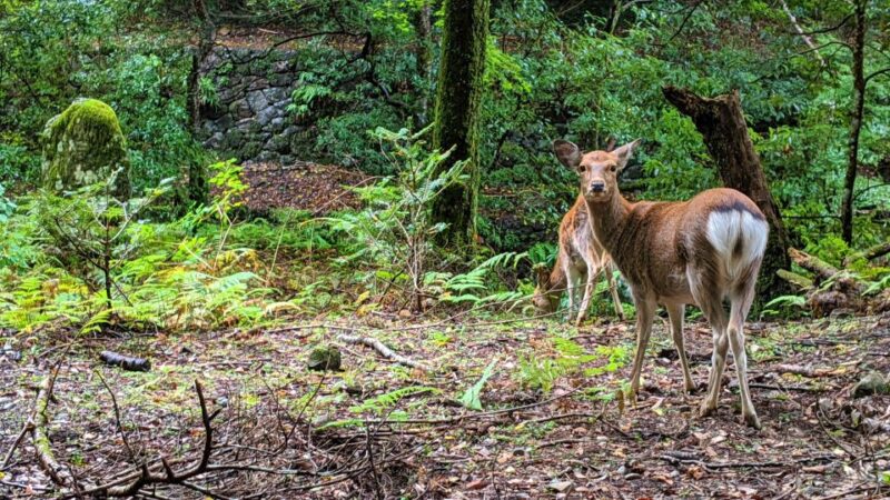 Nara: Heart of Nature Temple, Forest, & Waterfall Bike Tour - Important Information and Preparation