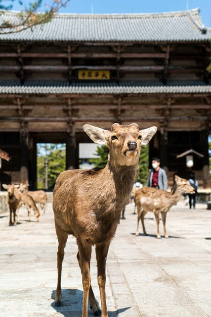 Nara Heritage Walkabout From Nara Park to Todaji-Ji Temple - Nara Park Experience