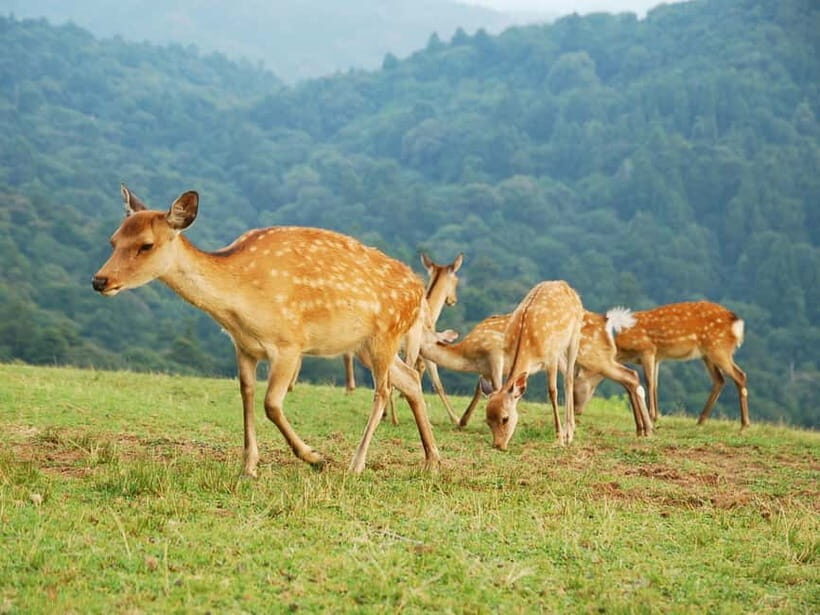 Nara: Hike Mt. Wakakusa and Encounter Wild Free-Roaming Deer - Who Will Love This Tour?