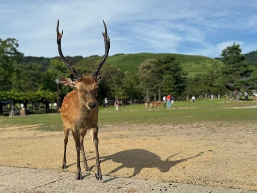 Nara: Kasuga Taisha, Sacred Deer Shrine Guided Tour - What Reviewers Say