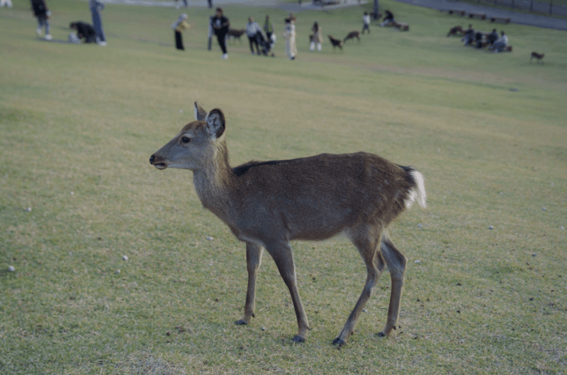 Nara: Must-See Attractions Tour With English-Speaking Guide - Key Points