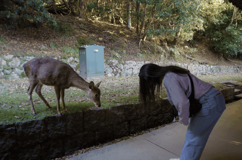 Nara: Must-See Attractions Tour With English-Speaking Guide - Tour Experience