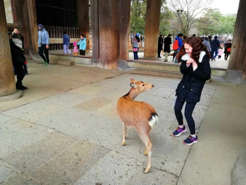 Nara: Nara Park Private Family Bike Tour With Lunch - Key Points