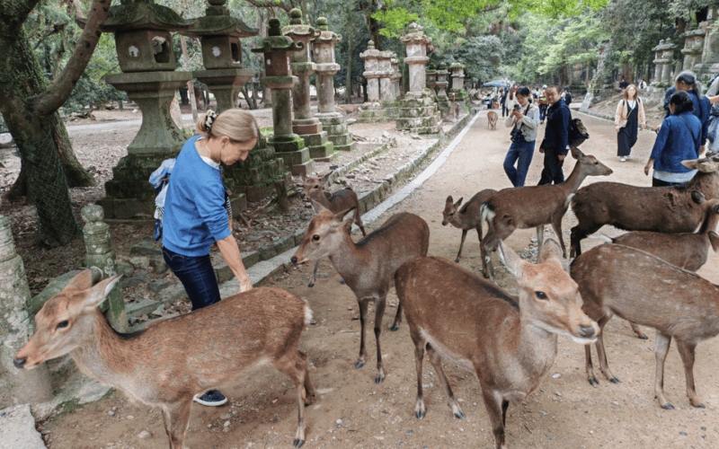 Nara: Nara's Highlights in 3 Hours - Key Points