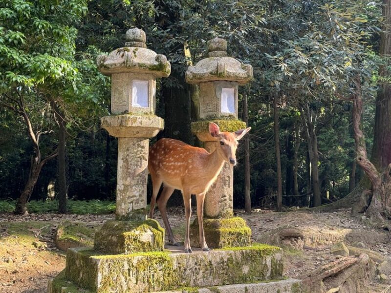 Nara: Nara's Highlights in 3 Hours - Kasuga Shrine: Exploring the Mystic Forest