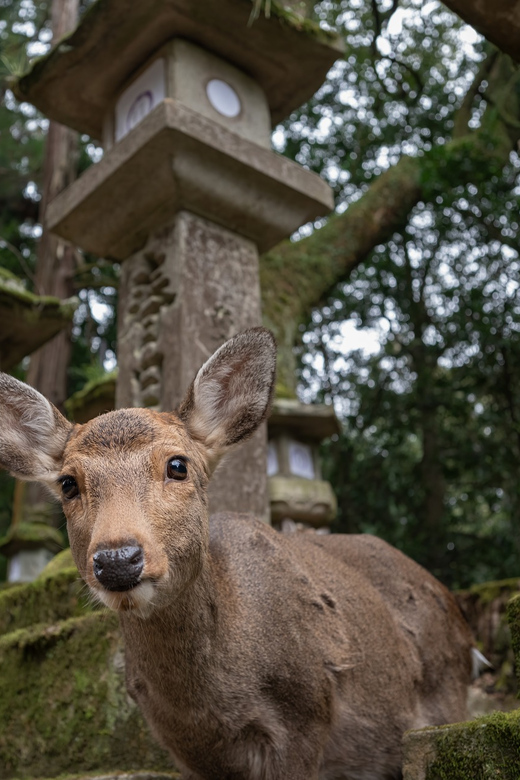 Nara Park and Todai-ji Private Spanish Tour - Nigatsu-do