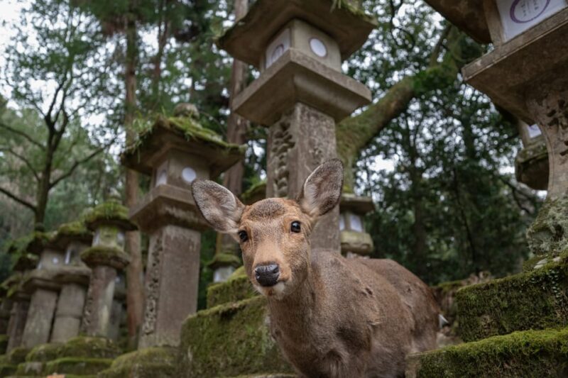 Nara Park and Todai-ji Private Spanish Tour - Kasuga Taisha Shrine