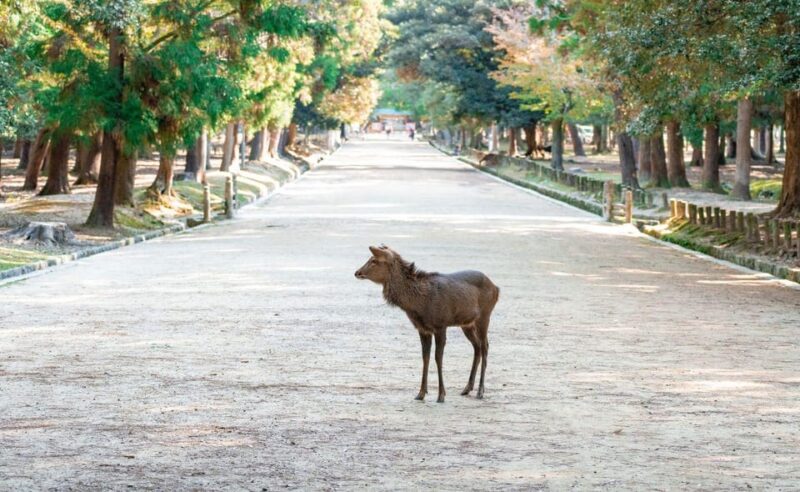 Nara: Private City Tour With A Local Guide - Key Points