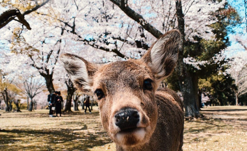 Nara: Private City Tour With A Local Guide - Taking in Nara Parks Deer-Feeding Delight