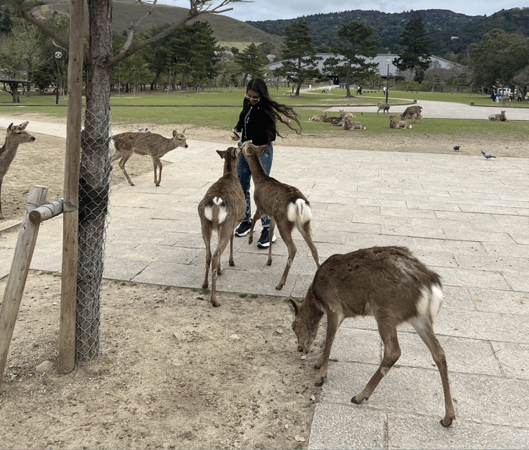 Nara Private Custom Tour With Local Guide - Gain Insights From Local Guides