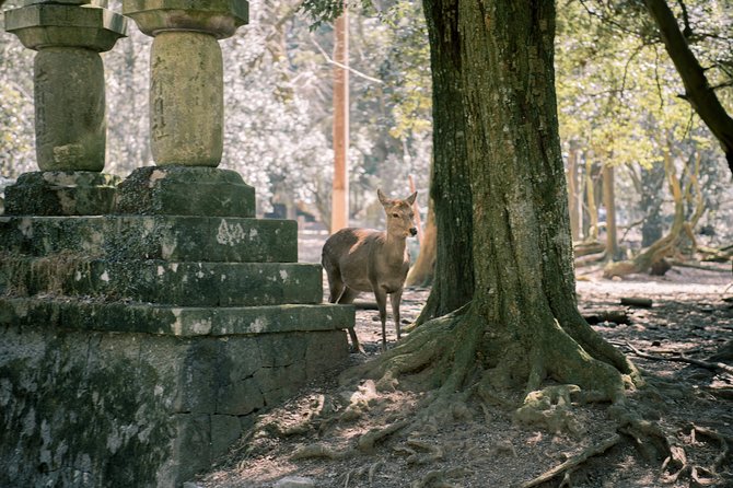 Nara Private Customizable Full Day Tour - Included Services