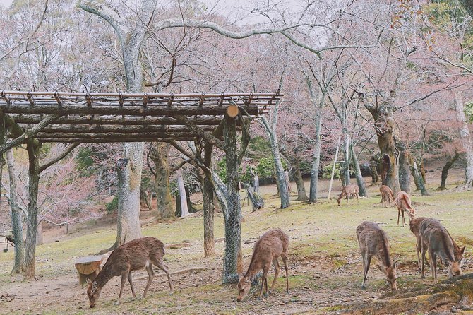 Nara Private Customizable Full Day Tour - Tour Highlights and Guest Experiences