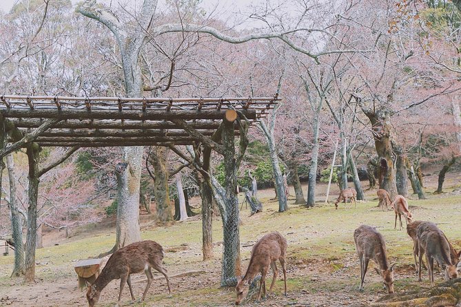 Nara Private Customizable Half Day Tour - Meeting and Pickup Logistics