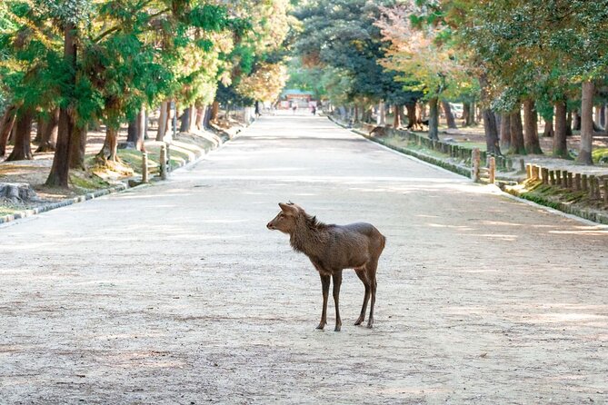 Nara : Private Day Walking Tour (From Osaka/Kyoto Possible) - Inclusions and Logistics