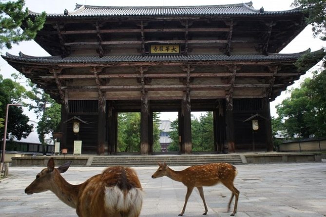 Nara Private Tour by Public Transportation From Osaka - Visiting Kasuga Grand Shrine