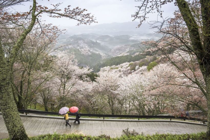 Nara: Private Walking Tour with a Local - Key Points