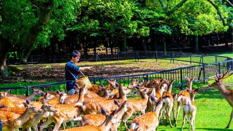 Nara: private walking tour with Deer and Temples - The Full Experience: A Deep Dive into Nara’s Treasures