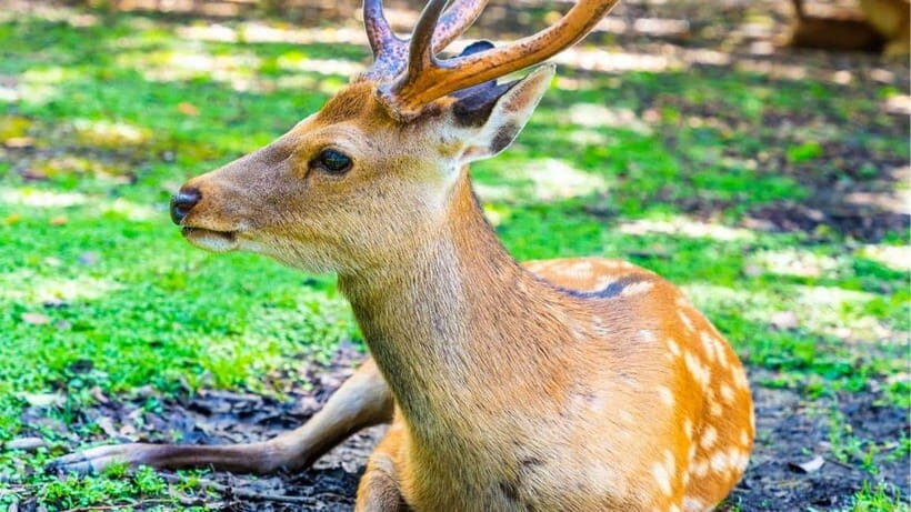 Nara: private walking tour with Deer and Temples - What Makes This Tour Stand Out?