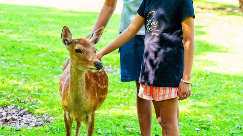 Nara: private walking tour with Deer and Temples - Final Thoughts