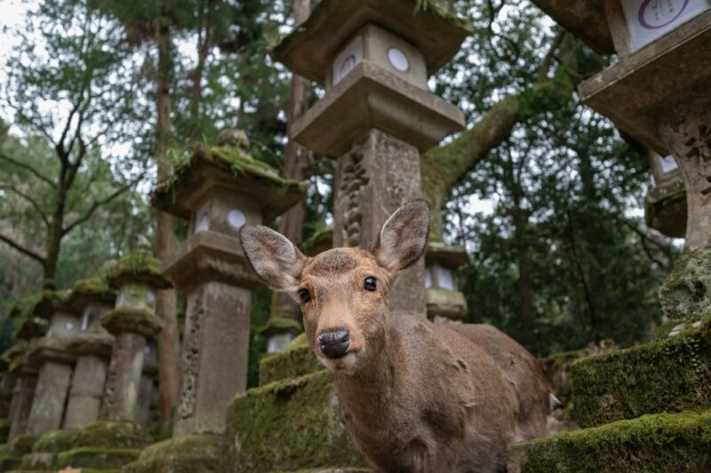 Nara: Todai-ji and Nara Park (Spanish Guide) - Nara Park: Deer and Natural Beauty