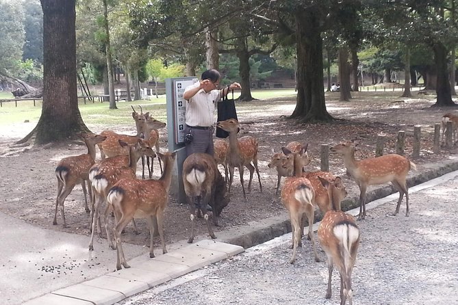 Nara Todaiji Lazy Bird Walking Tour - Traveler Testimonials: Unforgettable Experiences