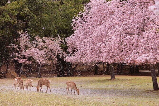 Nara UNESCO World Heritage Sites Slow Cycling Tour - Final Thoughts