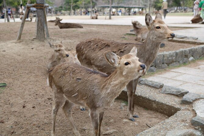 Nara With a Licensed Guide - Authentic Experiences and Hidden Gems