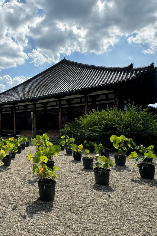 Nara: World Heritage Gangoji Temple & Naramachi Old Town - What the Reviews Say