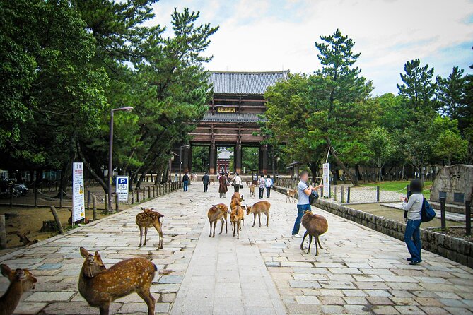 Nara World Heritage PRIVATE TOUR - Booking Information and Availability