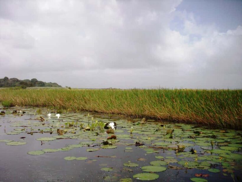 Nariva Swamp: Monkey Viewing Experience - FAQ